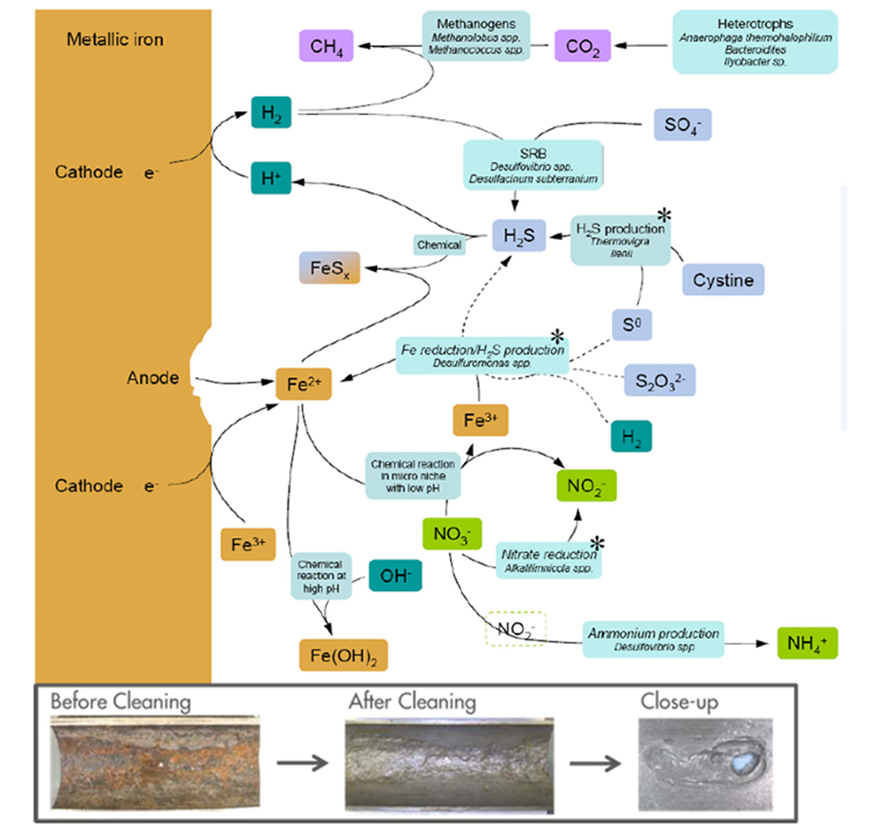 How Can We Identify Corrosive Bacteria in Contaminated Equipment and ...