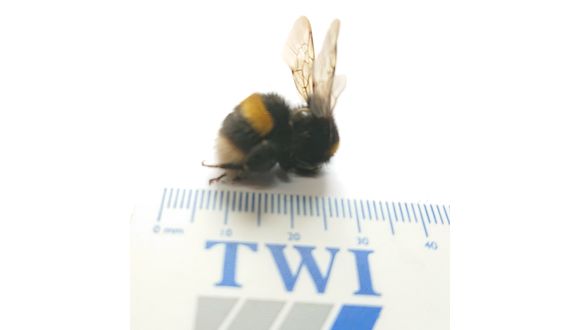 X-ray Computed Tomography – On a Bee? - TWI
