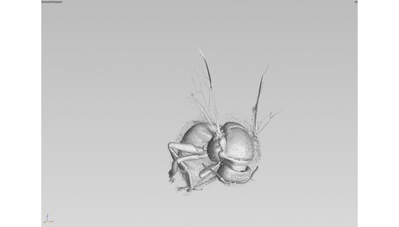 X-ray Computed Tomography – On a Bee? - TWI