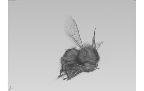 X-ray Computed Tomography – On a Bee? - TWI